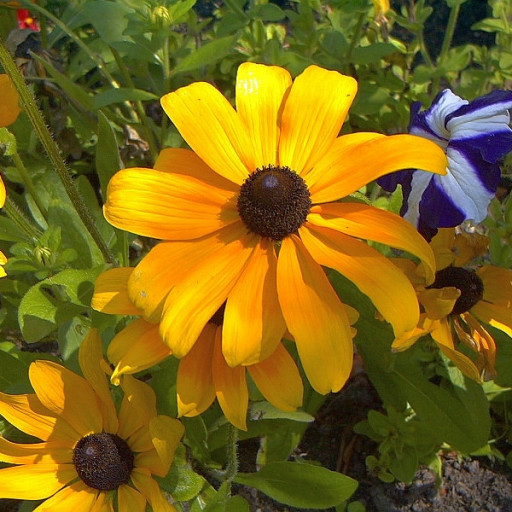 Black-Eyed Susan (Rudbeckia Fulgida) Plant Care & How to Grow, Water