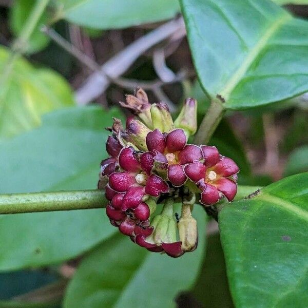 Jungle Netvine (Ruehssia Macrophylla) Plant Care & How to Grow, Water