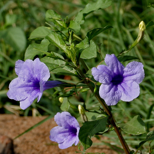 Mexican Bluebell (Ruellia Angustifolia) Plant Care & How to Grow, Water