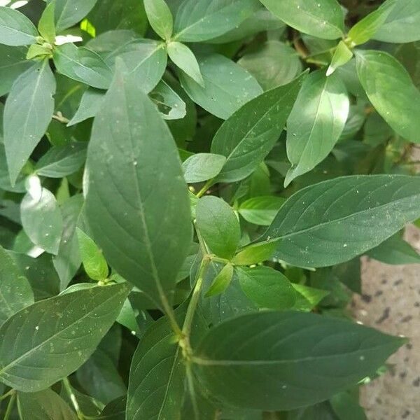 Ruellia Bahiensis Plant Care & How to Grow, Water