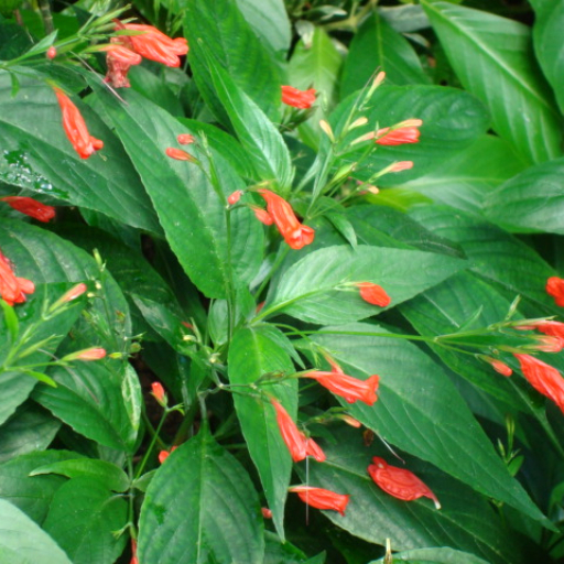 Tropical Wild Petunia (Ruellia Brevifolia) Care Guide: Water, Soil ...