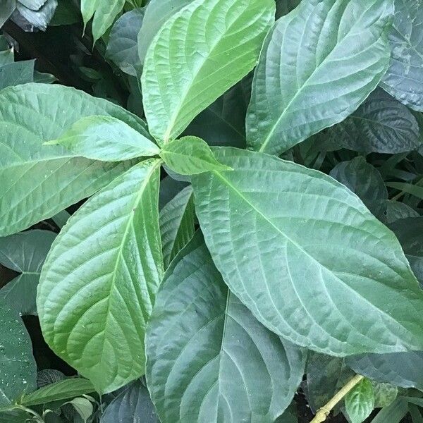 Peruvian Wild Petunia (Ruellia Chartacea) Care Guide: Water, Soil ...