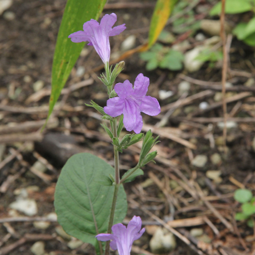 Hairyflower Wild Petunia (Ruellia Ciliatiflora) Plant Care & How to ...