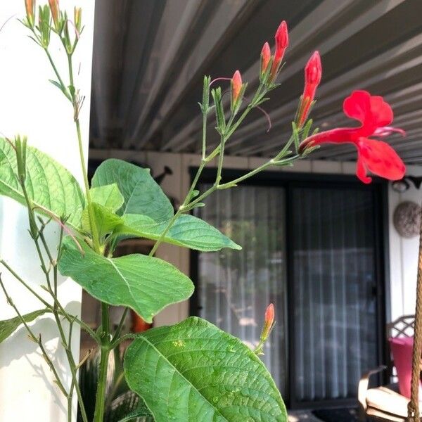 Red Ruellia (Ruellia Elegans) Plant Care & How to Grow, Water