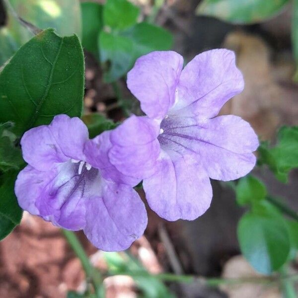 Ruellia Erythropus Plant Care & How to Grow, Water