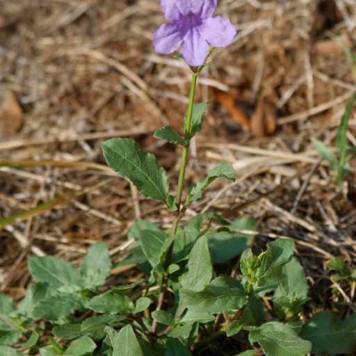 Ruellia Nudiflora Plant Care & How to Grow, Water