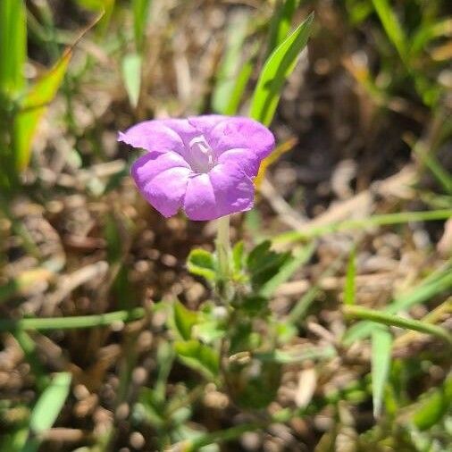 Parry's Ruellia (Ruellia Parryi) Plant Care & How to Grow, Water