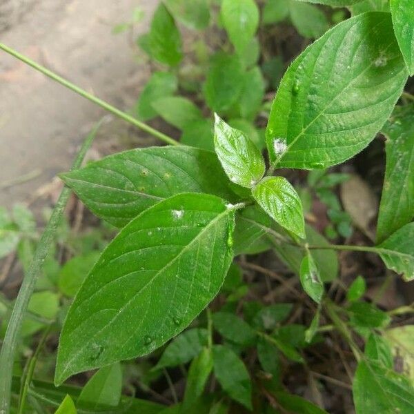 Prostrate Wild Petunia (Ruellia Prostrata) Plant Care & How to Grow, Water