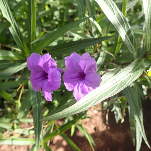 Mexican Petunia (Ruellia Simplex) Plant Care & How to Grow, Water