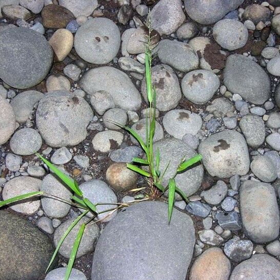 Rugoloa Pilosa Plant Care & How to Grow, Water