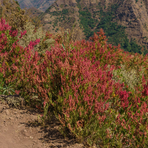 Spanish Rhubarb Dock (Rumex Abyssinicus) Plant Care & How to Grow, Water