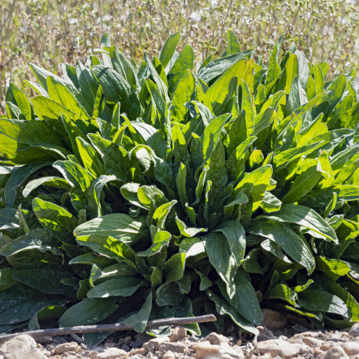 Sorrel (Rumex Acetosa) Plant Care & How to Grow, Water