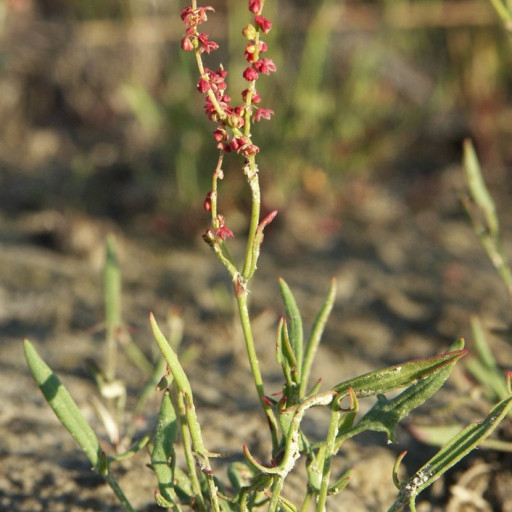 Field Sorrel (Rumex Acetosella) Plant Care & How to Grow, Water