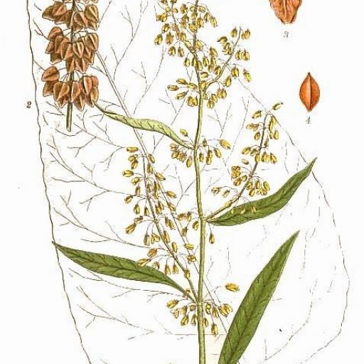 Scottish Dock (Rumex Aquaticus) Plant Care & How to Grow, Water