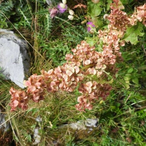 Rumex Aquitanicus Care Guide: Water, Soil & Propagation - Plantiary