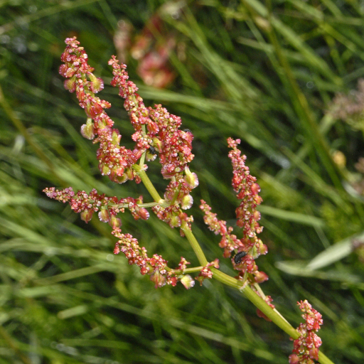 Maiden Sorrel (Rumex Arifolius) Plant Care & How to Grow, Water