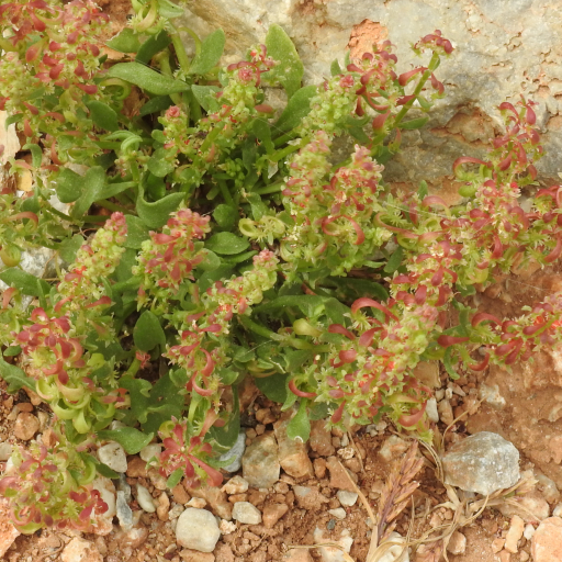 Horned Dock (Rumex Bucephalophorus) Plant Care & How to Grow, Water