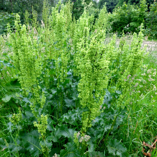 Russian Dock (Rumex Confertus) Plant Care & How to Grow, Water
