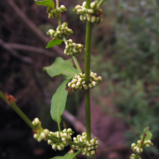 Clustered Dock (Rumex Conglomeratus) Plant Care & How to Grow, Water