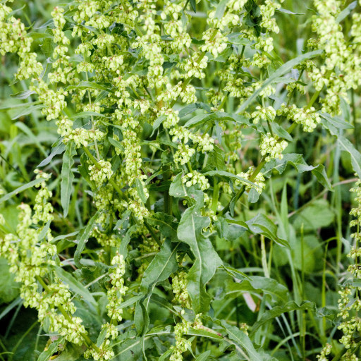 Curly Dock (Rumex Crispus) Plant Care & How to Grow, Water