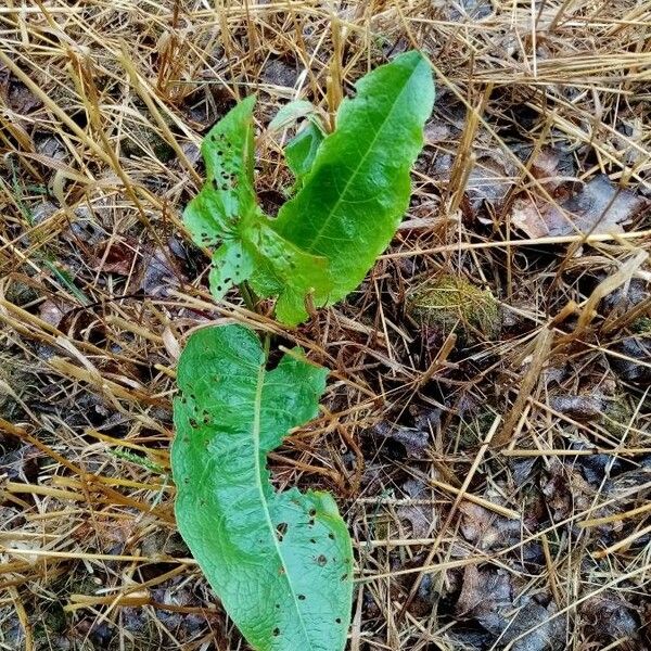 Rumex Cristatus X Rumex Pulcher Plant Care & How to Grow, Water