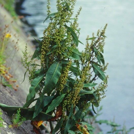Rumex × Heterophyllus Plant Care & How to Grow, Water