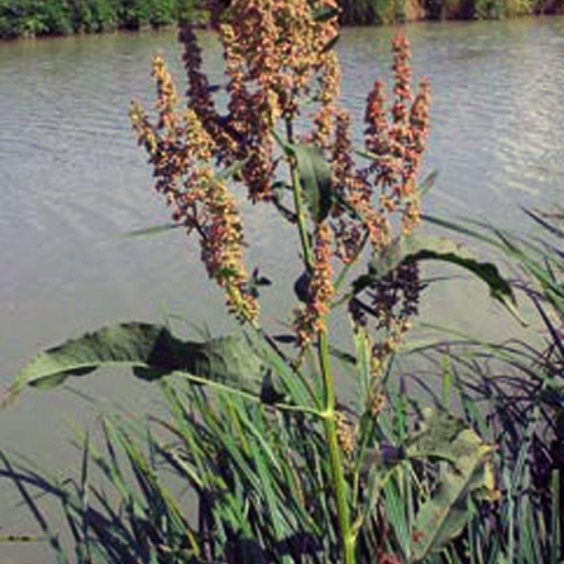 Great Water Dock (Rumex Hydrolapathum) Plant Care & How to Grow, Water