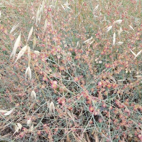 Indurate Sorrel (Rumex Induratus) Plant Care & How to Grow, Water