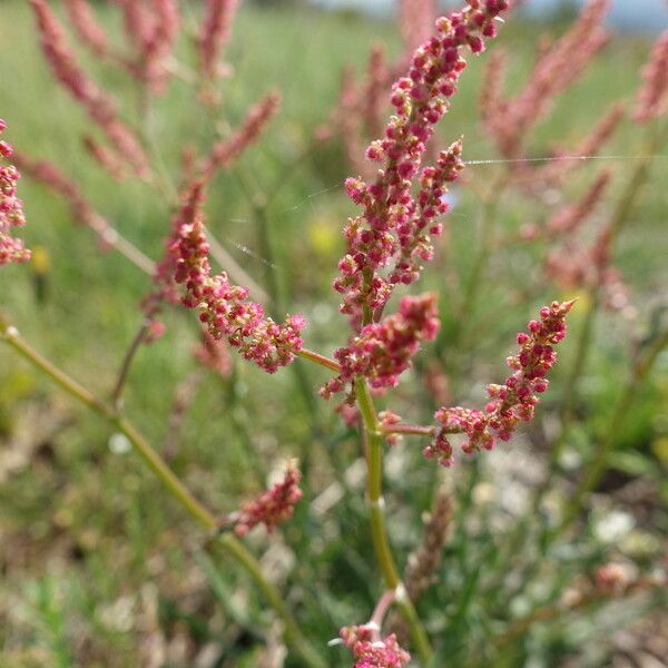 Rumex Intermedius Plant Care & How to Grow, Water