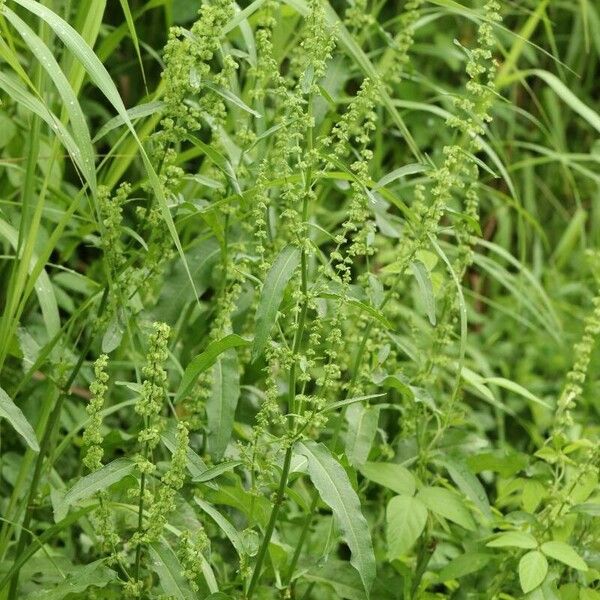 Japanese Dock (Rumex Japonicus) Plant Care & How to Grow, Water