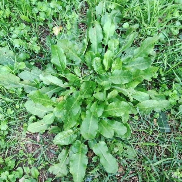 Lake Dock (Rumex Lacustris) Plant Care & How to Grow, Water