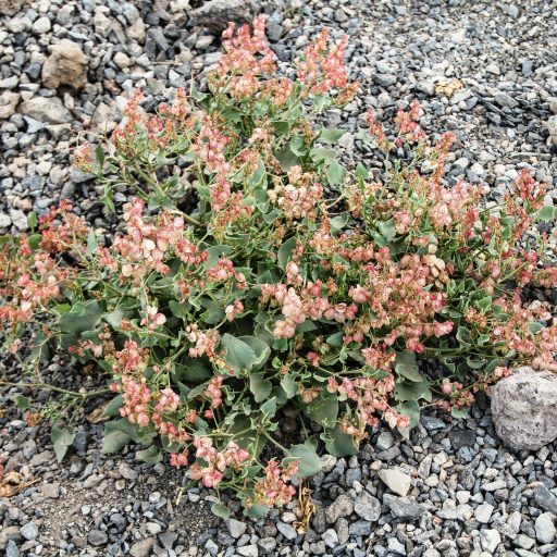 Canary Island Sorrel (Rumex Lunaria) Care Guide: Water, Soil ...