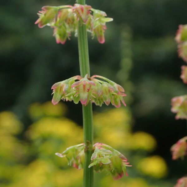 Nepal Dock (Rumex Nepalensis) Plant Care & How to Grow, Water