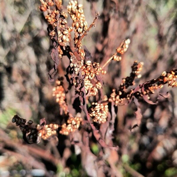 Western Dock (Rumex Occidentalis) Plant Care & How to Grow, Water