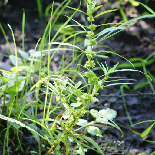 Marsh Dock (Rumex Palustris) Plant Care & How to Grow, Water