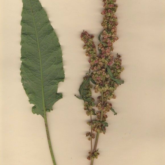 Rumex × Propinquus Plant Care & How to Grow, Water