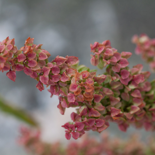 Field Dock (Rumex Pseudonatronatus) Plant Care & How to Grow, Water