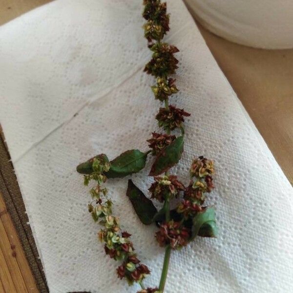 Pink Sorrel (Rumex Roseus) Plant Care & How to Grow, Water