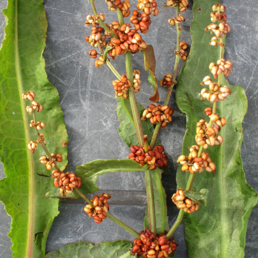 Shore Dock (Rumex Rupestris) Plant Care & How to Grow, Water