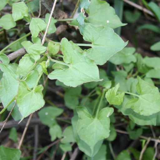 Red Sorrel (Rumex Sagittatus) Plant Care & How to Grow, Water