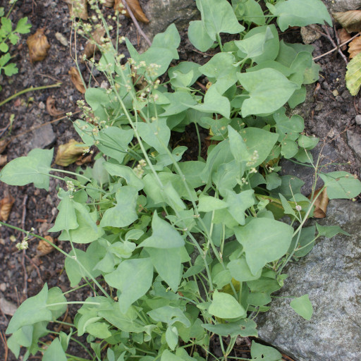 French Sorrel (Rumex Scutatus) Plant Care & How to Grow, Water