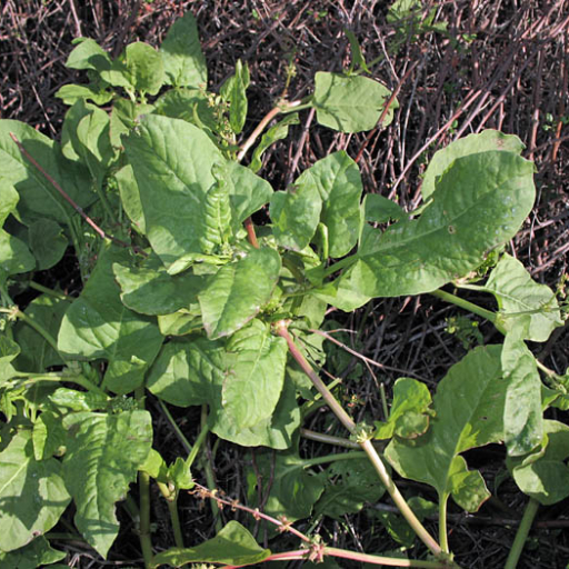 Spiny Threecornerjack (Rumex Spinosus) Plant Care & How to Grow, Water