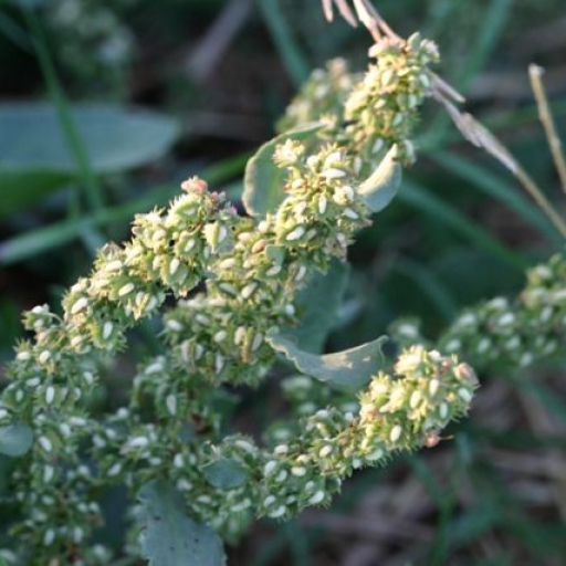 Narrow-Leaf Dock (Rumex Stenophyllus) Care Guide: Water, Soil ...