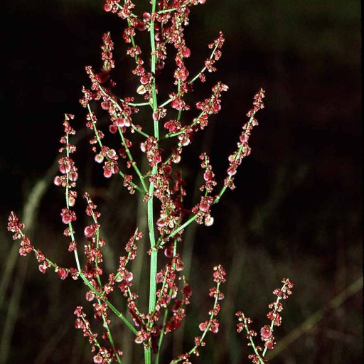 Narrow-leaf Sorrel (Rumex Thyrsiflorus) Plant Care & How to Grow, Water