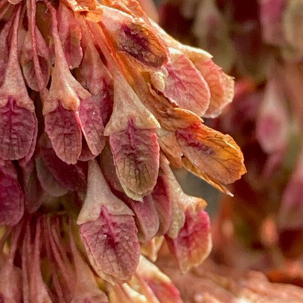 Rumex Tolimensis Plant Care & How to Grow, Water