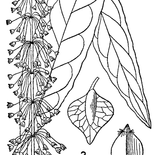 Chinese Mahogany (Toona Sinensis) Plant Care & How to Grow, Water