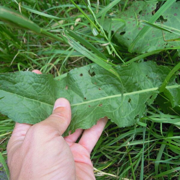 Sorrel (Rumex X Pratensis) Plant Care & How to Grow, Water