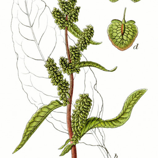 Docks (Rumex) Plant Care & How to Grow, Water