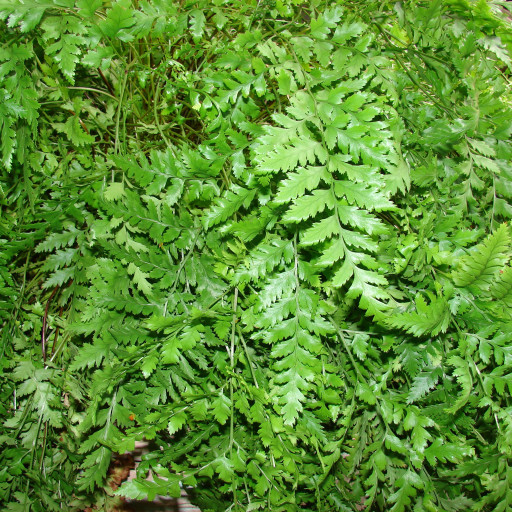 Iron Fern (Rumohra Adiantiformis) Plant Care & How to Grow, Water