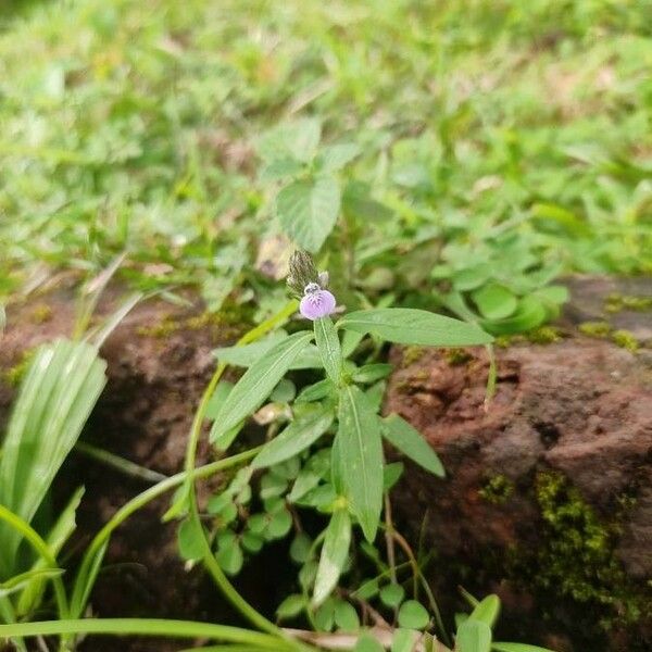 Creeping Rungia (Rungia Repens) Care Guide: Water, Soil & Propagation ...